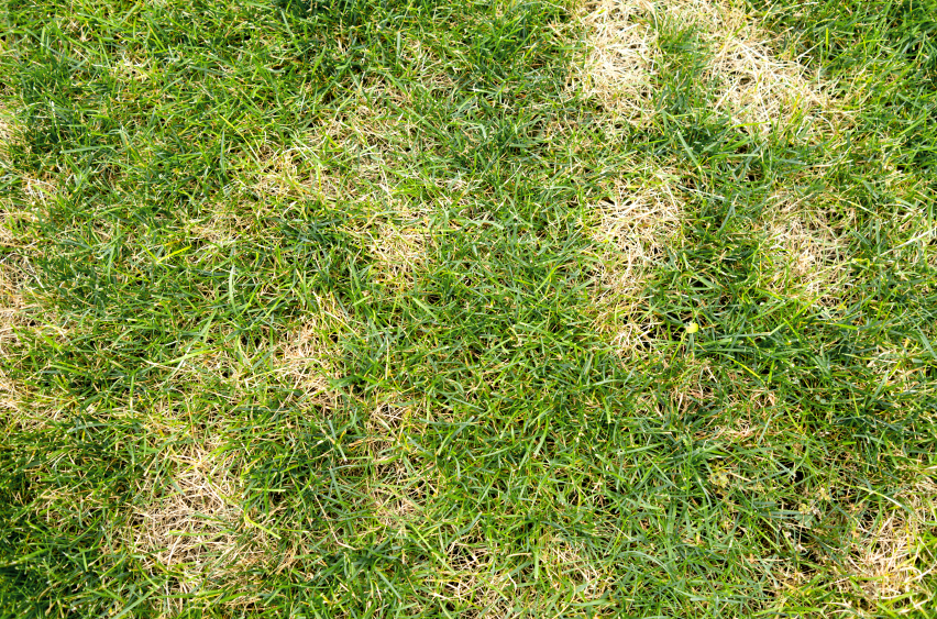 Spring Lawn Diseases to Watch Out For | Coastal Turf Care